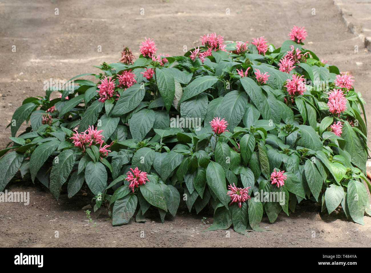 Beautiful Brazilian Blume flowers in nature background Stock Photo - Alamy