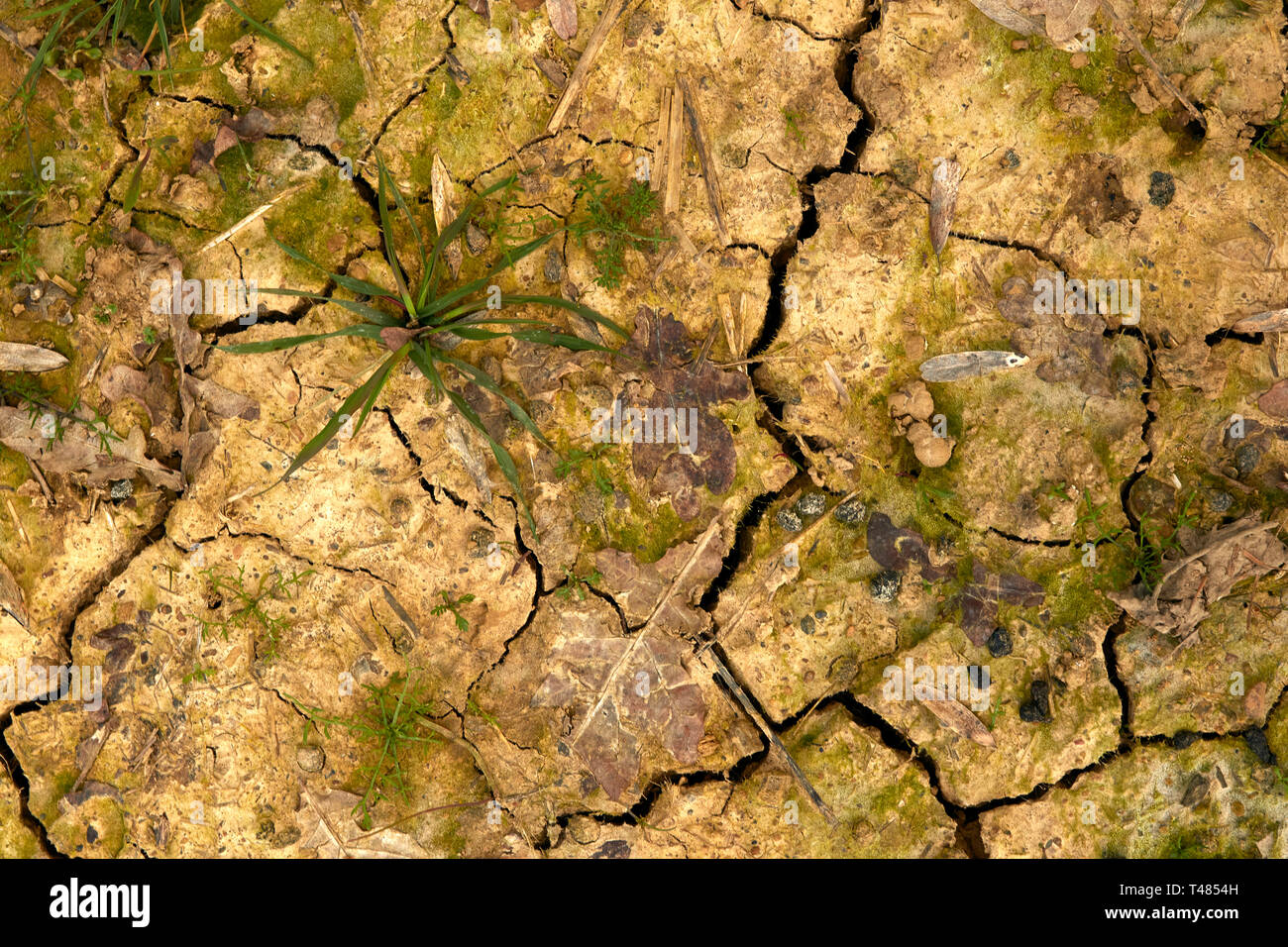 Dry cracked earth environmental nature close-up landscape Stock Photo ...