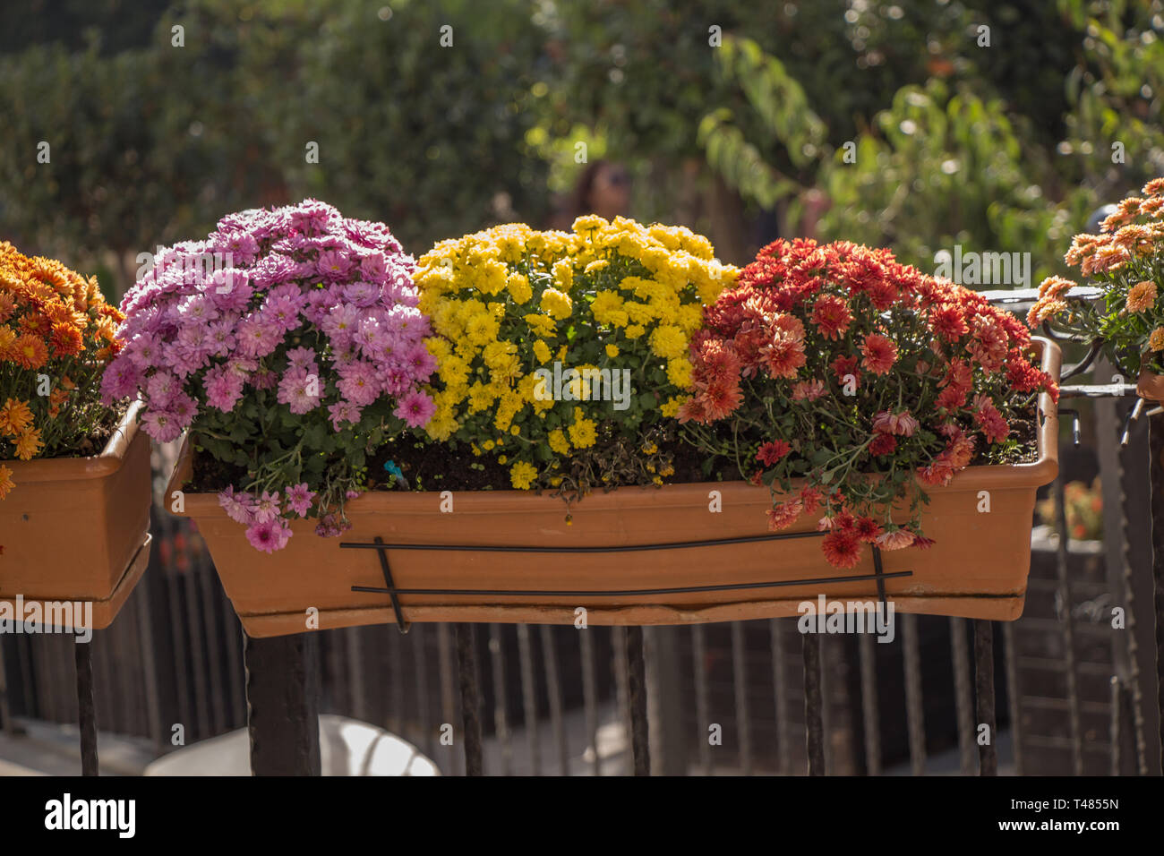 Beautiful colorful natural spring flowers in flower pot Stock Photo - Alamy