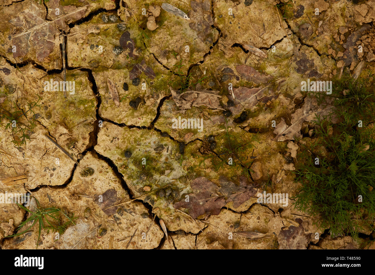 Dry cracked earth environmental nature close-up landscape Stock Photo ...