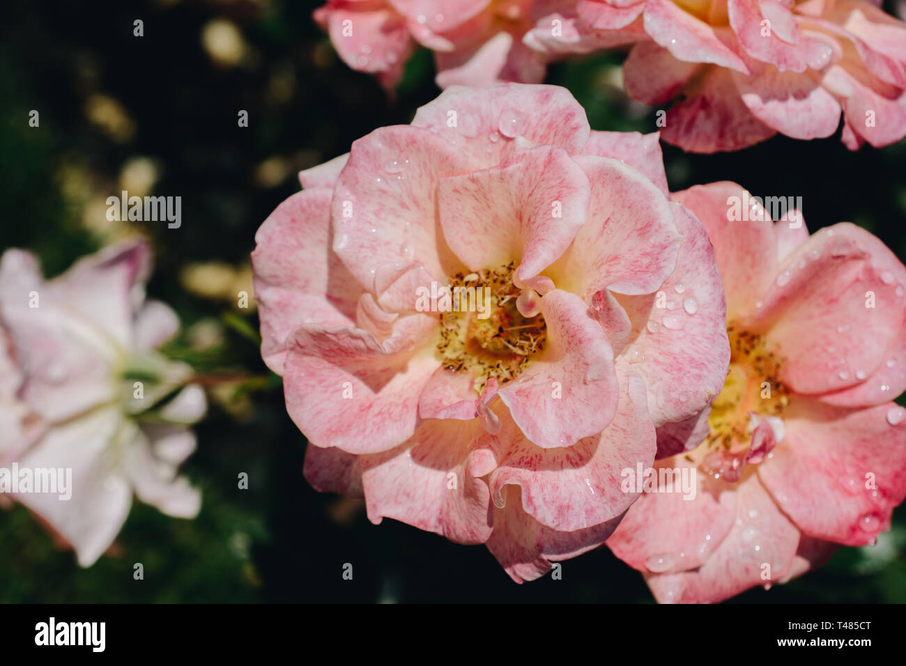 Two blooming beautiful colorful roses in the garden background Stock ...