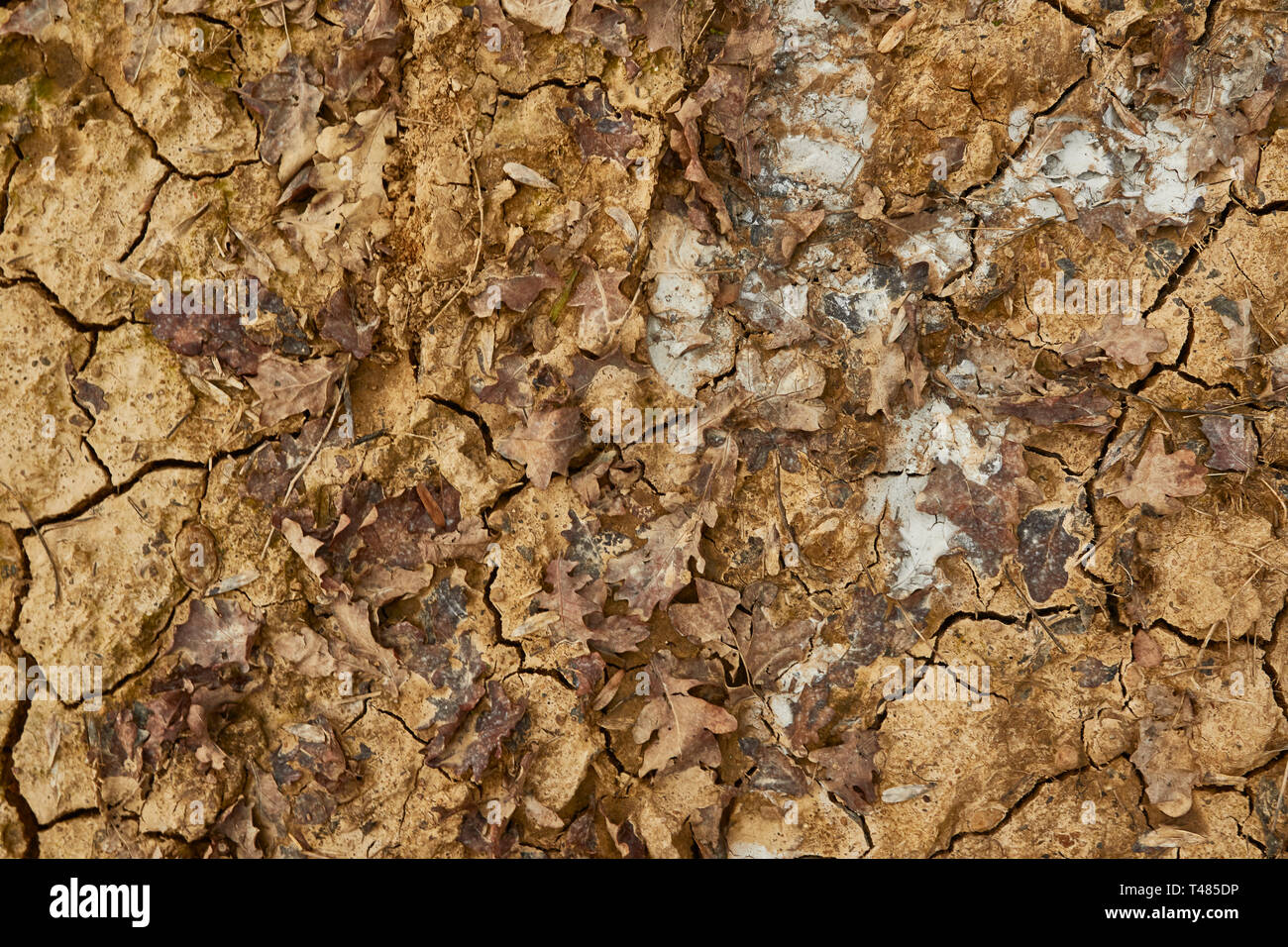 Dry cracked earth environmental nature close-up landscape Stock Photo ...