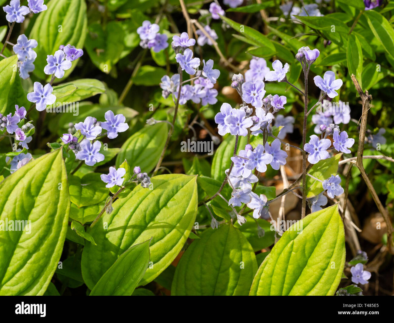 Sprays of flowers hi-res stock photography and images - Alamy