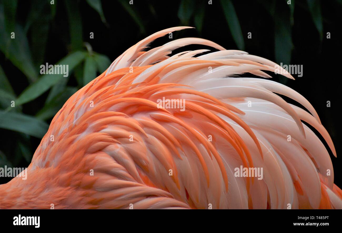American Red Flamingo closeup portraits of the real Birds in zoo Stock ...