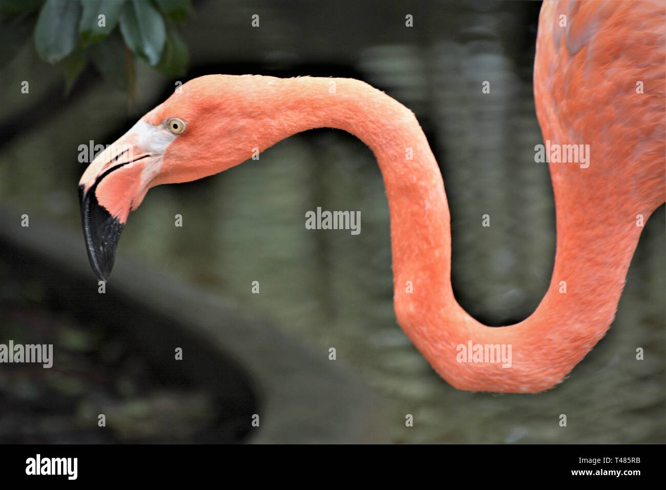 Real Flamingos
