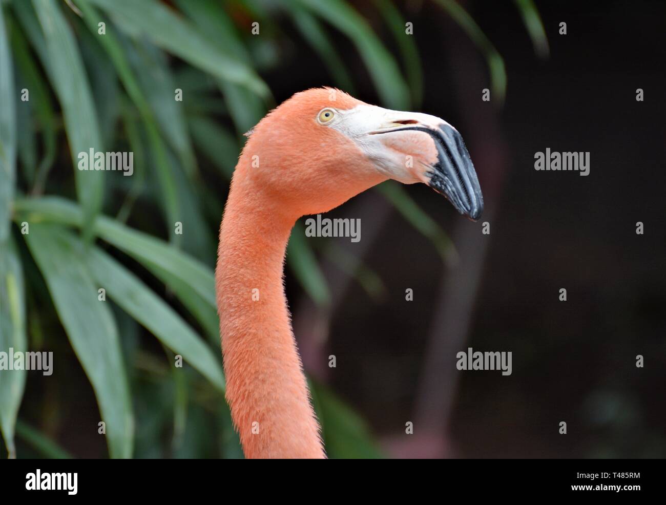American Red Flamingo closeup portraits of the real Birds in zoo Stock ...