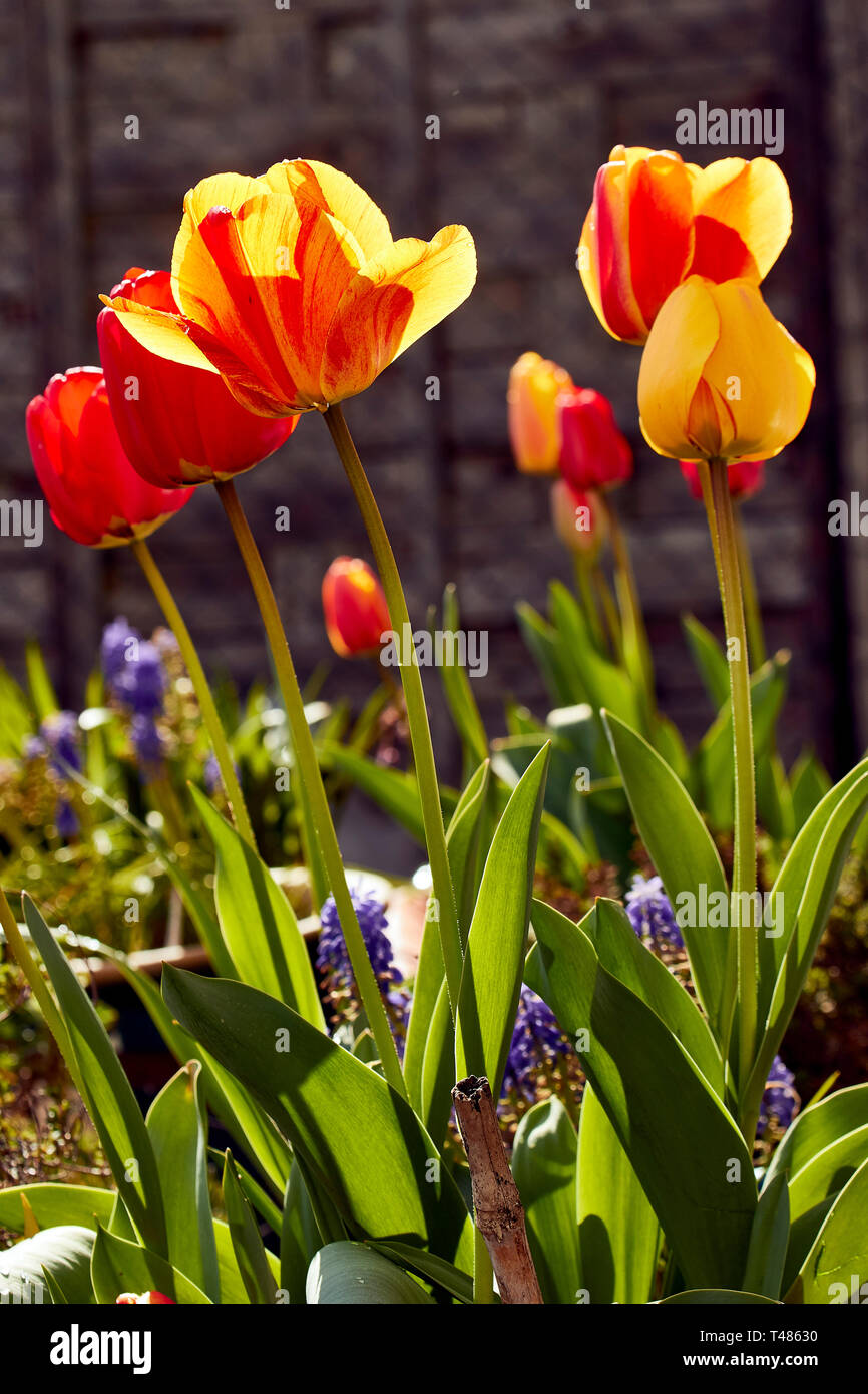 Colourful garden tulips in a london urban garden in spring Stock Photo ...