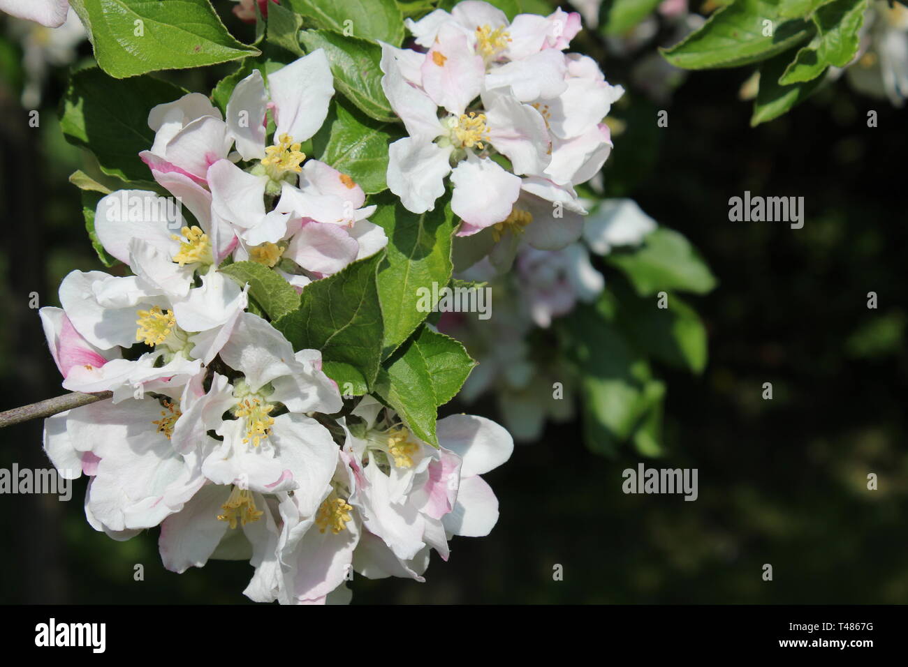 Apfelbaum Blute High Resolution Stock Photography and Images - Alamy
