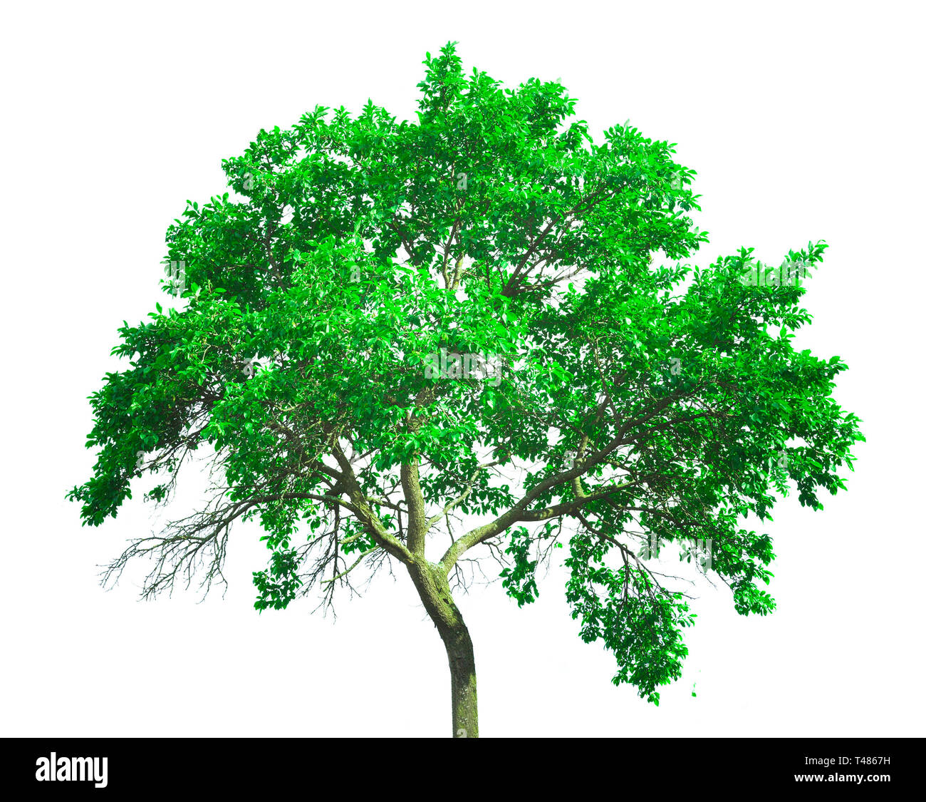 fresh green tree isolated on white Stock Photo - Alamy