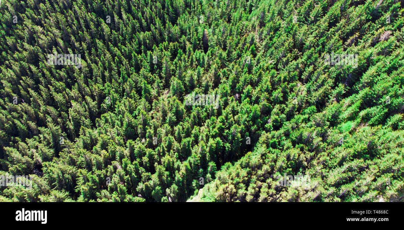 aerial view of forest from drone Stock Photo - Alamy
