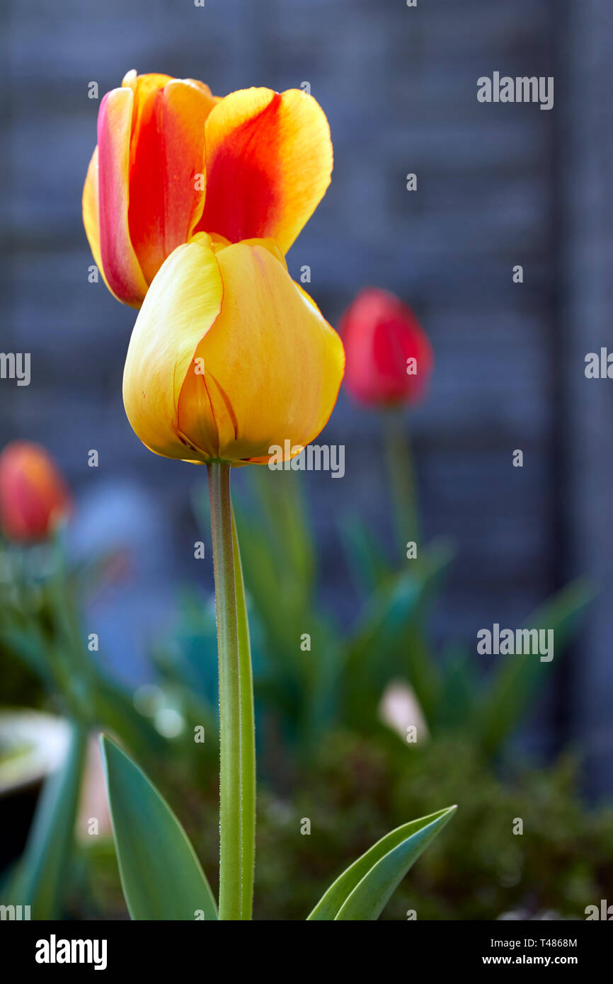 Colourful garden tulips in a london urban garden in spring Stock Photo ...