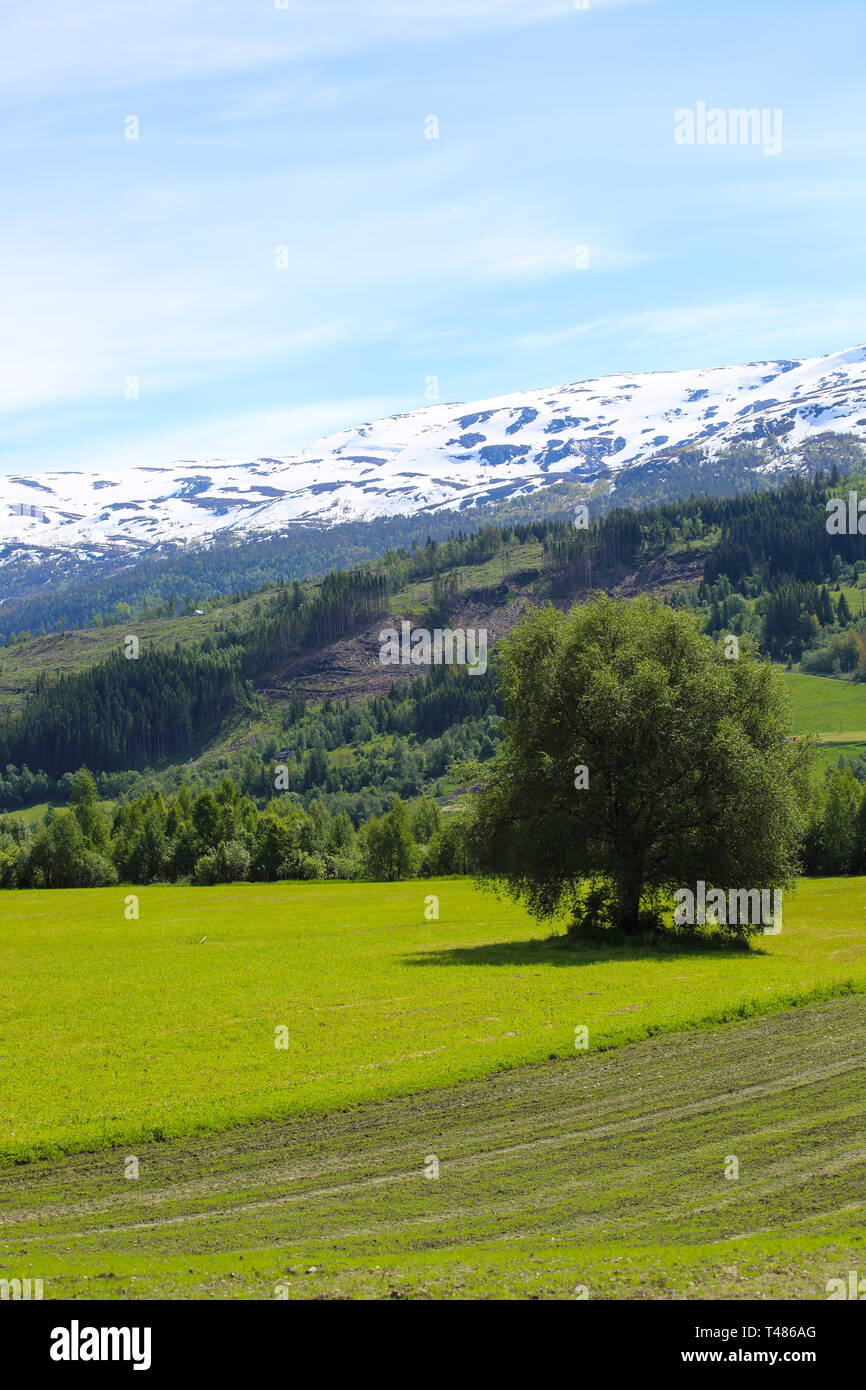 Spring Landscape with tree on field and mountains on background Stock ...