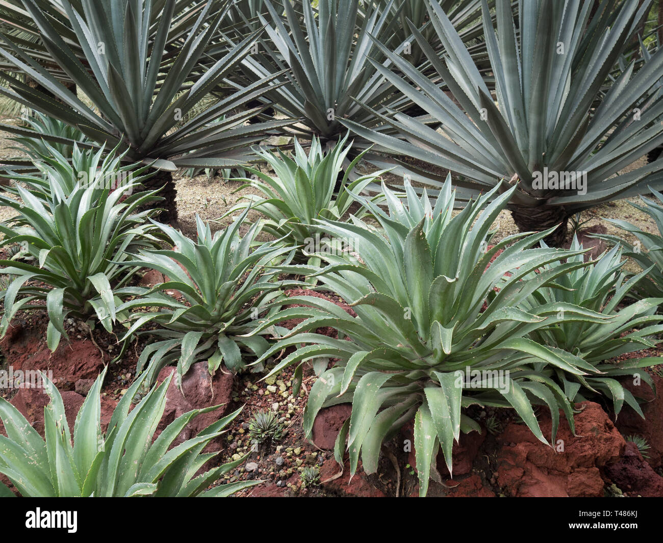 Two types of agave cactus, side-by-side Stock Photo - Alamy