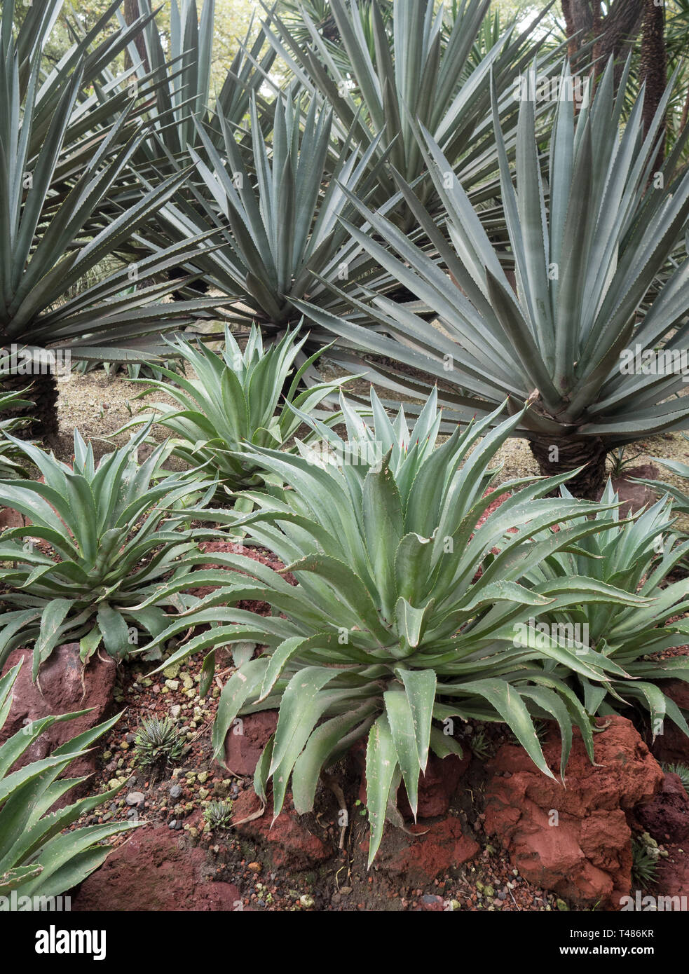 Two types of agave cactus, side-by-side Stock Photo - Alamy