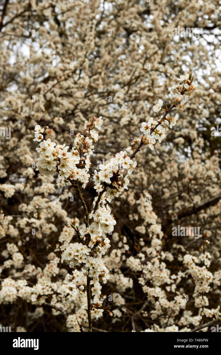 Hawthorne hedge hi-res stock photography and images - Alamy