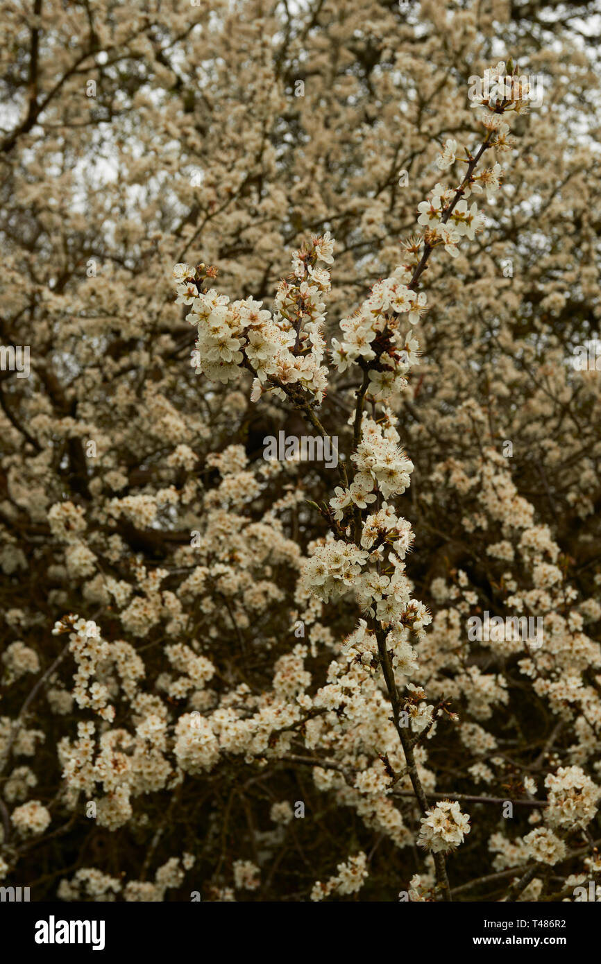 Hawthorne hedge in blossom during an English spring, Surrey, England ...