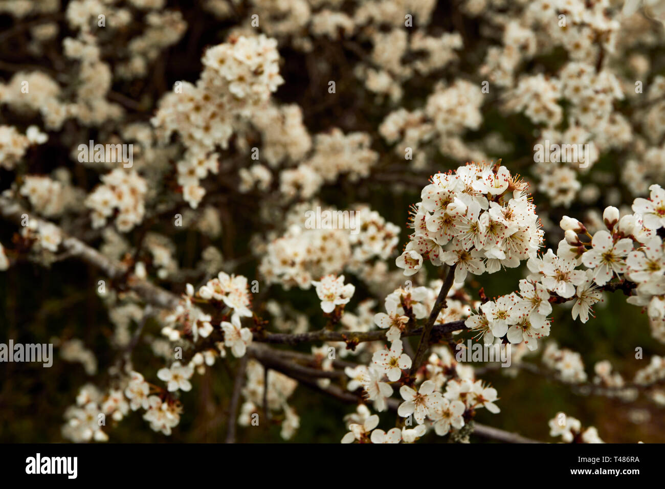 Hawthorne hedge in blossom during an English spring, Surrey, England ...