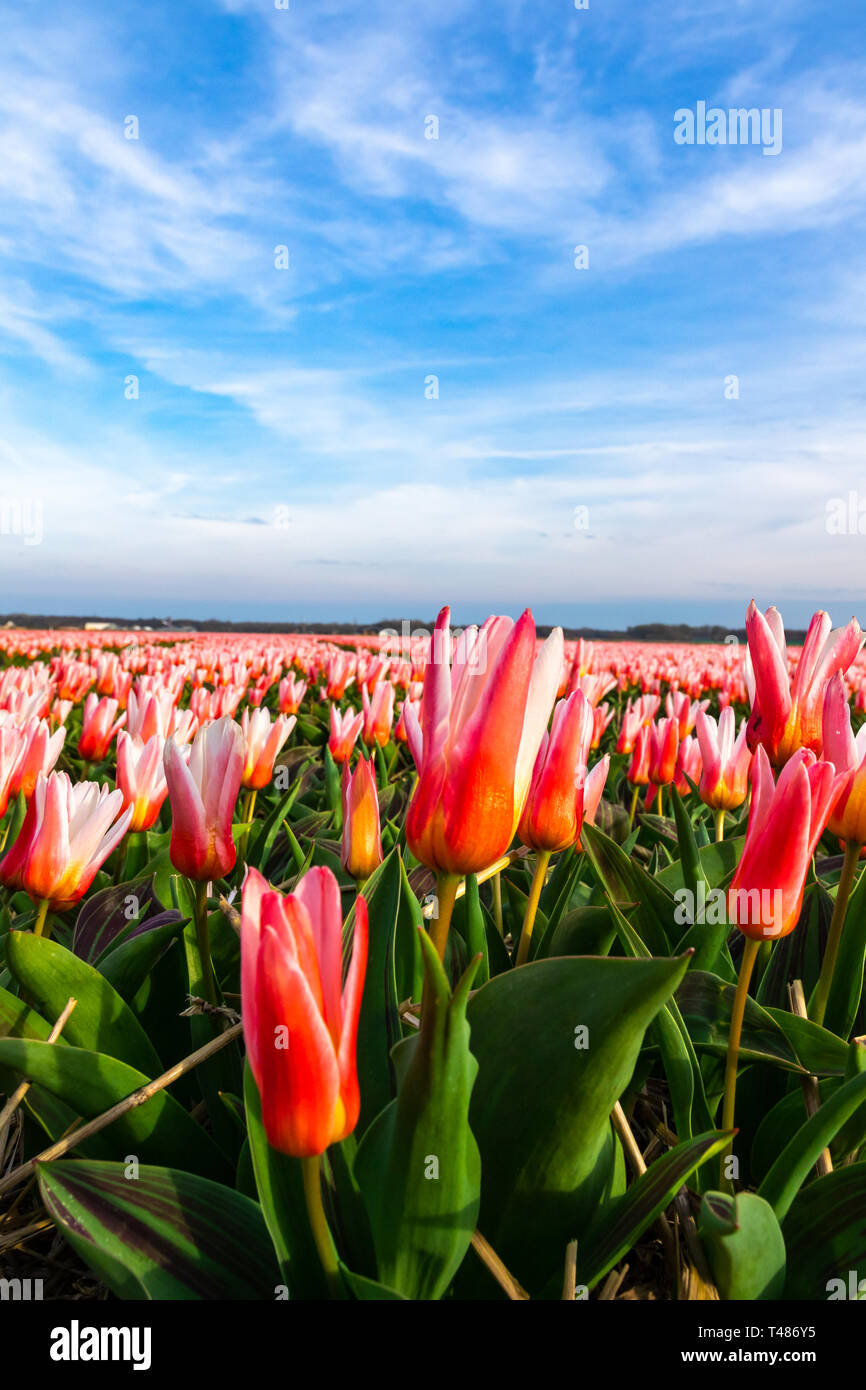 Tulip flowers field of The Netherlands, Holland. a spring tourist ...