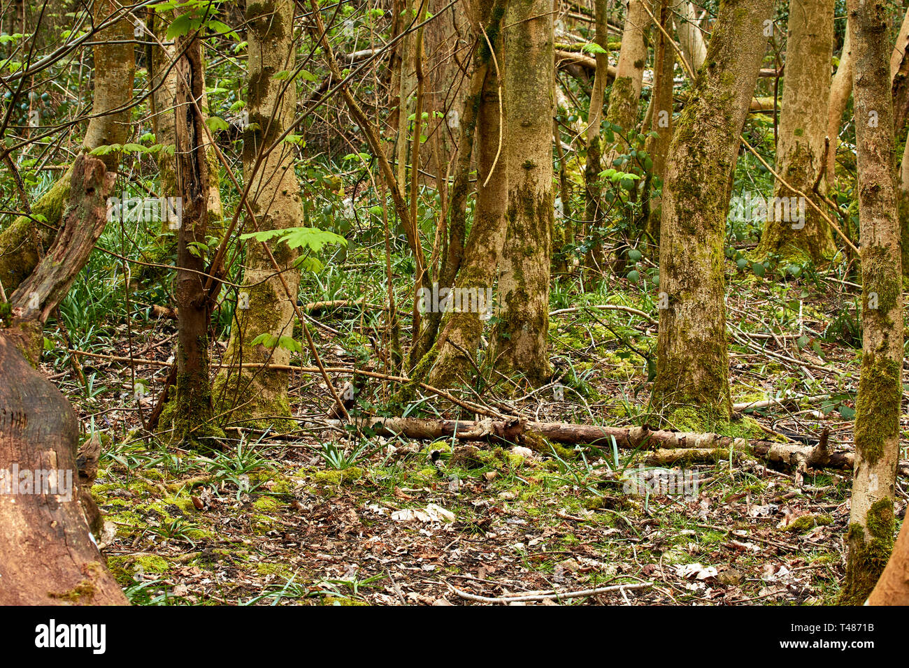 Old cut logs and new spring saplings in an English woodland setting ...