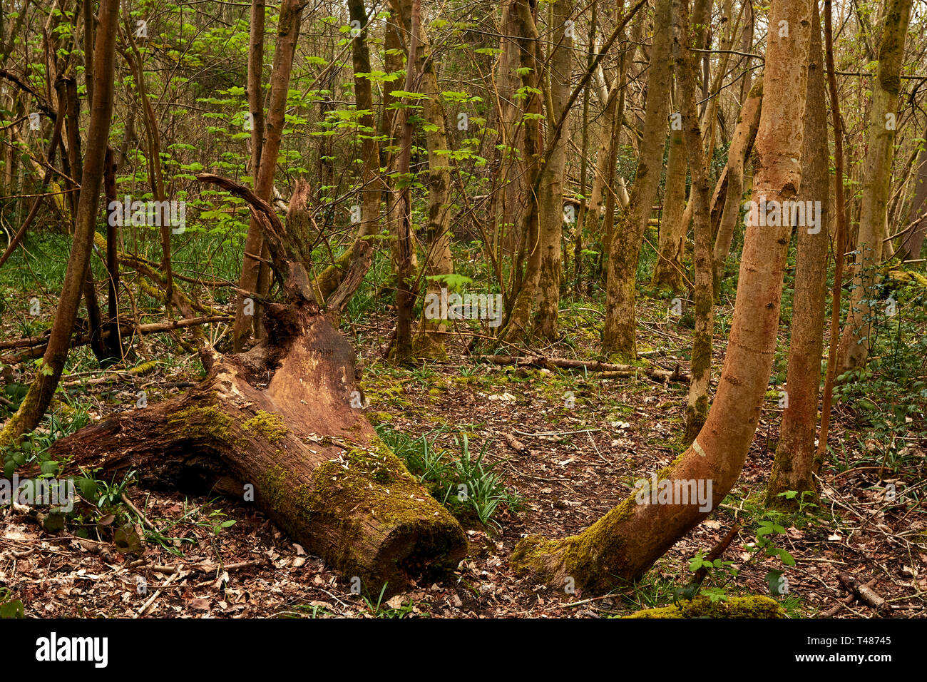 Old cut logs and new spring saplings in an English woodland setting ...
