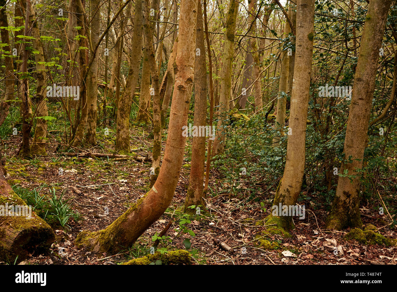 Old cut logs and new spring saplings in an English woodland setting ...