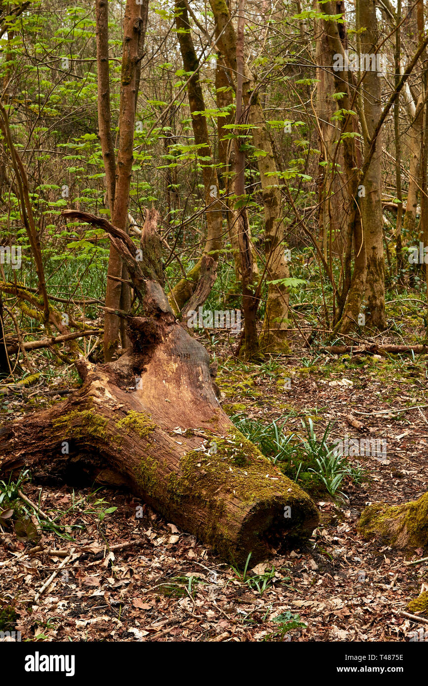 Old cut logs and new spring saplings in an English woodland setting ...