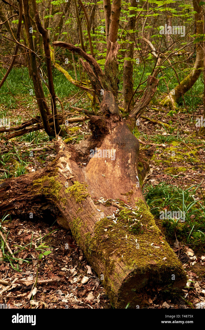 Old cut logs and new spring saplings in an English woodland setting ...