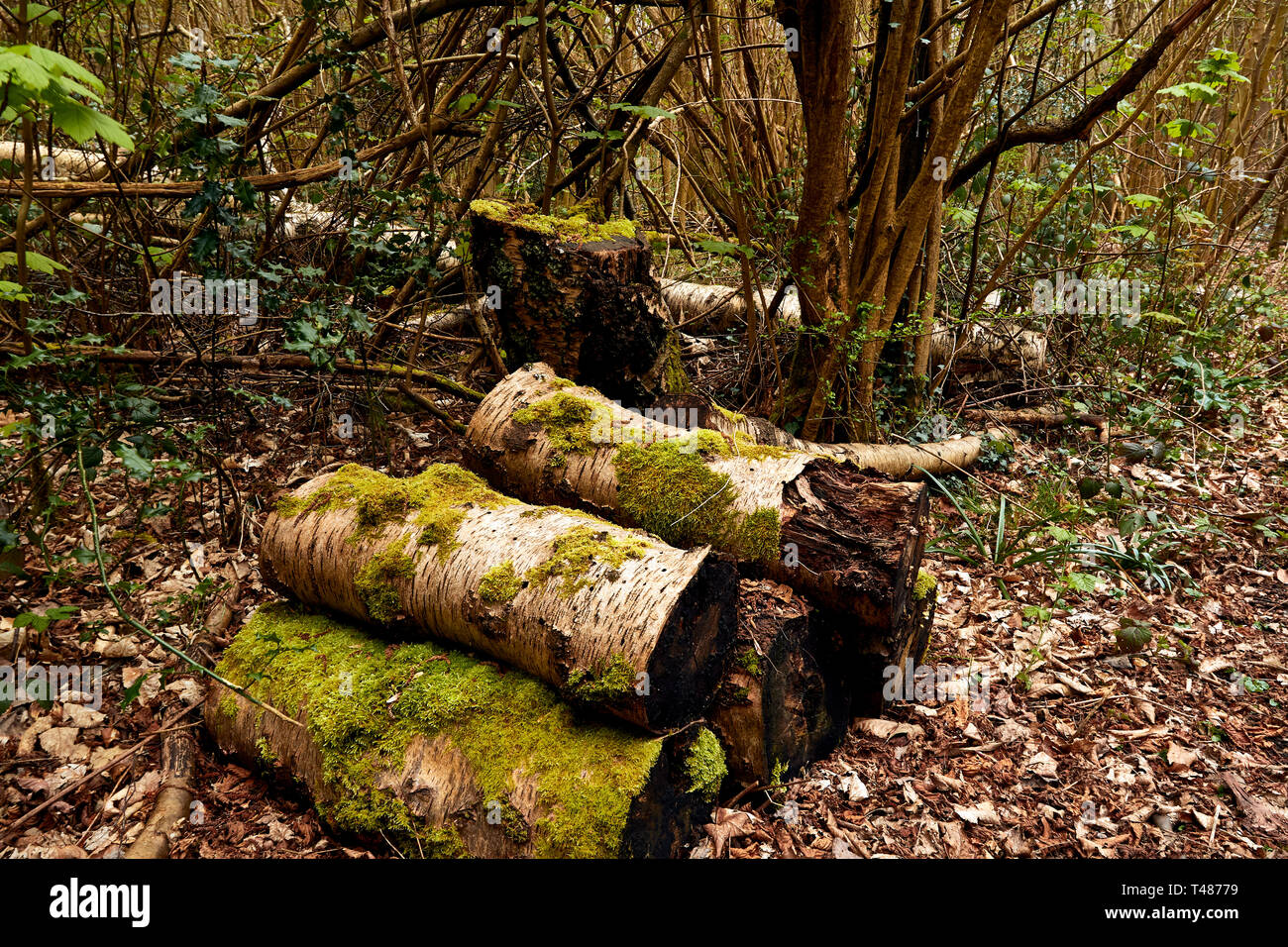 Old cut logs and new spring saplings in an English woodland setting ...