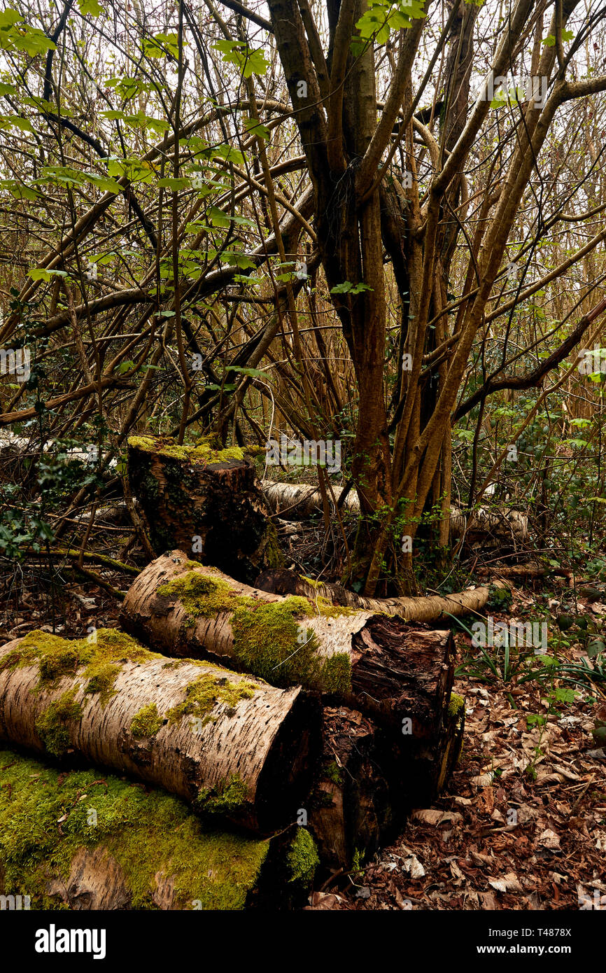 Old cut logs and new spring saplings in an English woodland setting ...