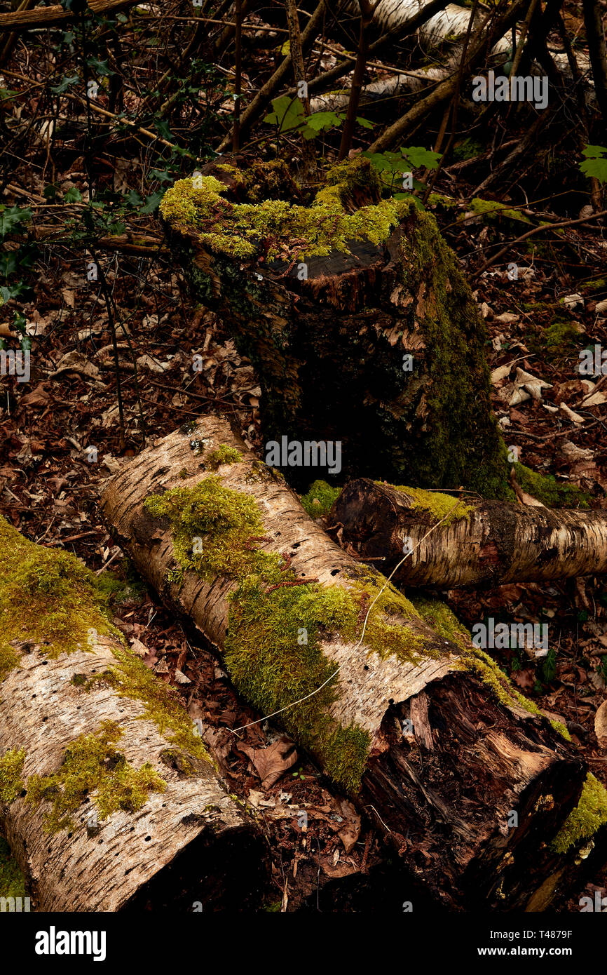 Old cut logs and new spring saplings in an English woodland setting ...