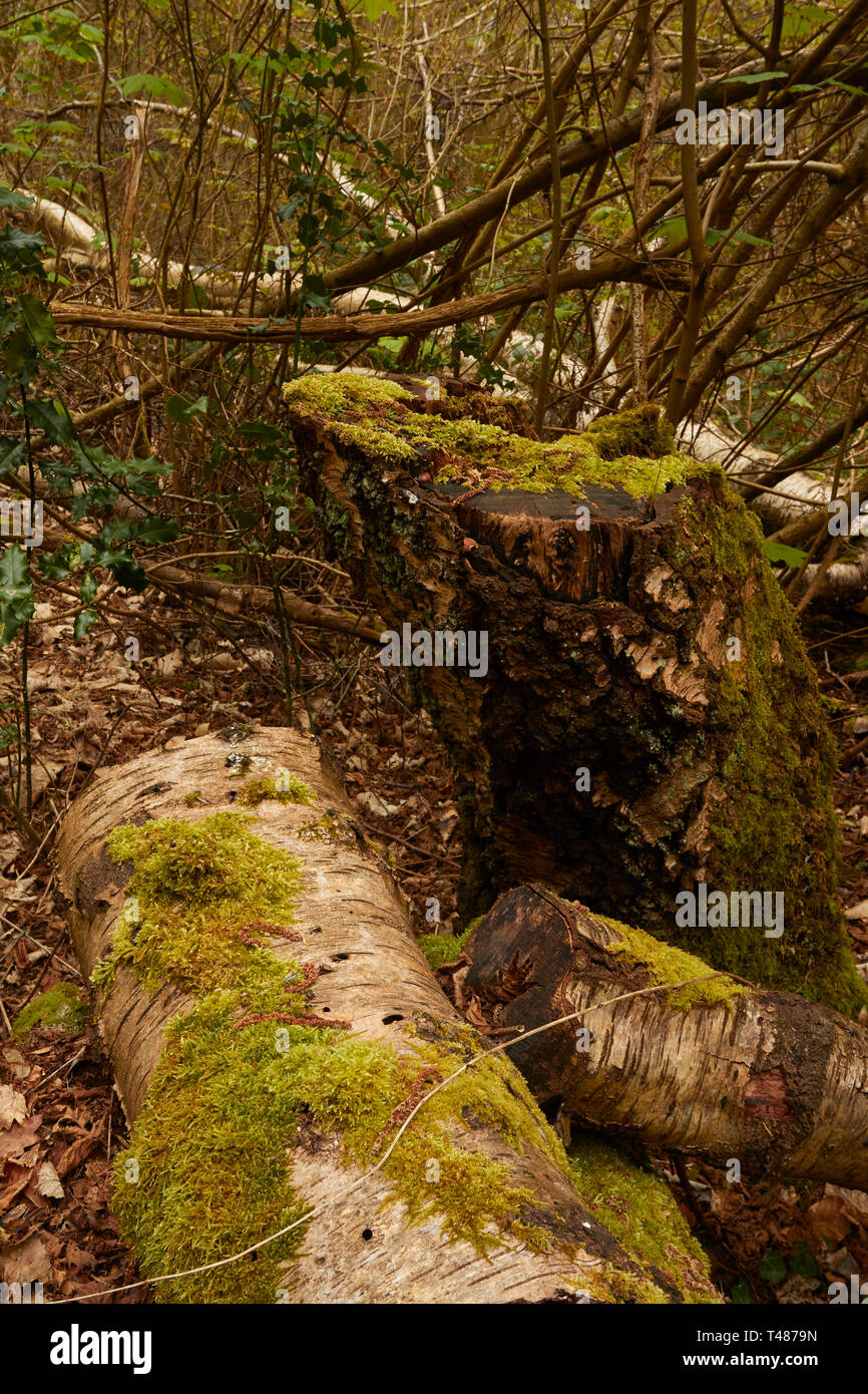 Old cut logs and new spring saplings in an English woodland setting ...