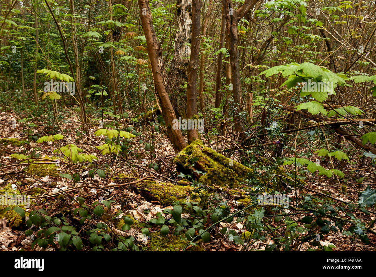 Old cut logs and new spring saplings in an English woodland setting ...