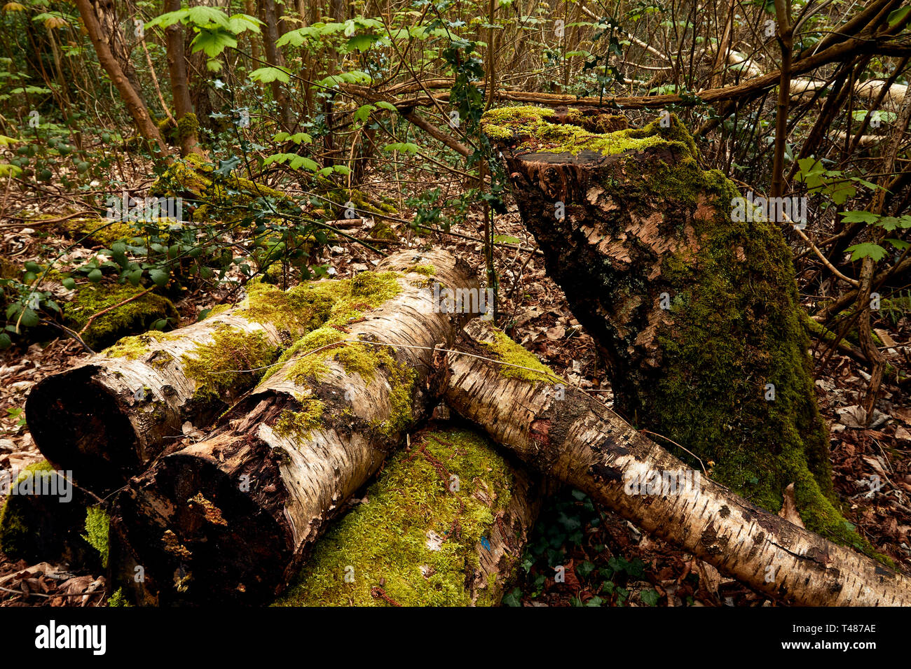 Old cut logs and new spring saplings in an English woodland setting ...