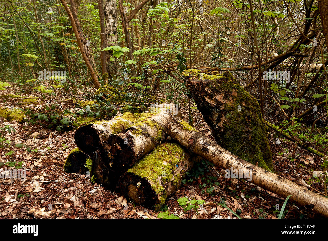 Old cut logs and new spring saplings in an English woodland setting ...