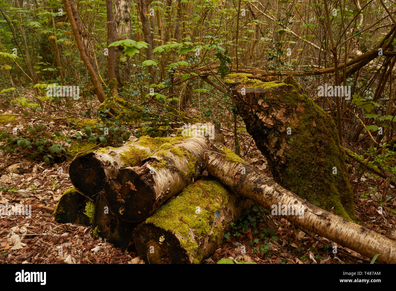 Old cut logs and new spring saplings in an English woodland setting ...