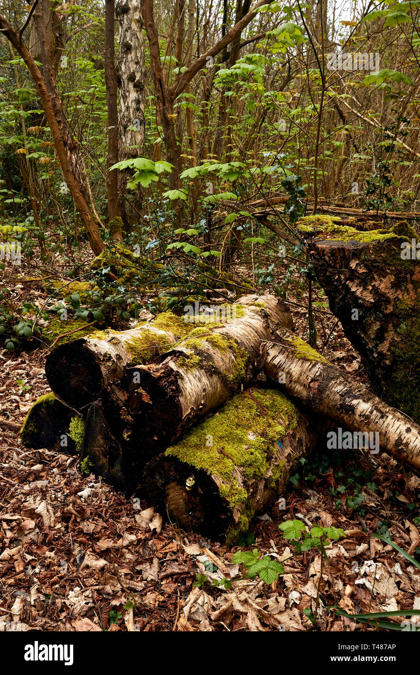 Old cut logs and new spring saplings in an English woodland setting ...