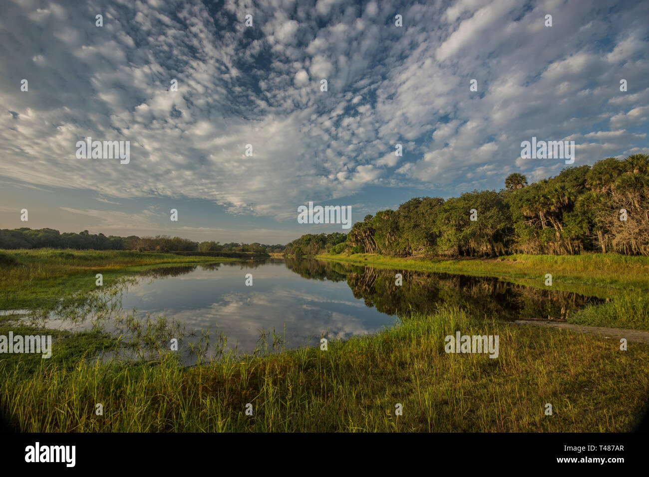 Scenic and beautiful Myakka River State Park in Sarasota, Florida, USA ...