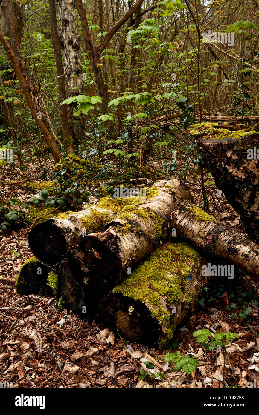 Old cut logs and new spring saplings in an English woodland setting ...