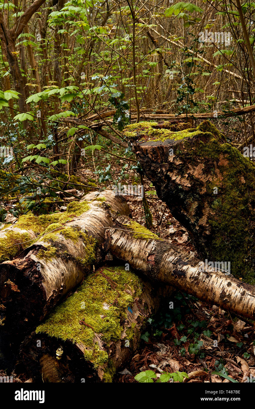 Old cut logs and new spring saplings in an English woodland setting ...