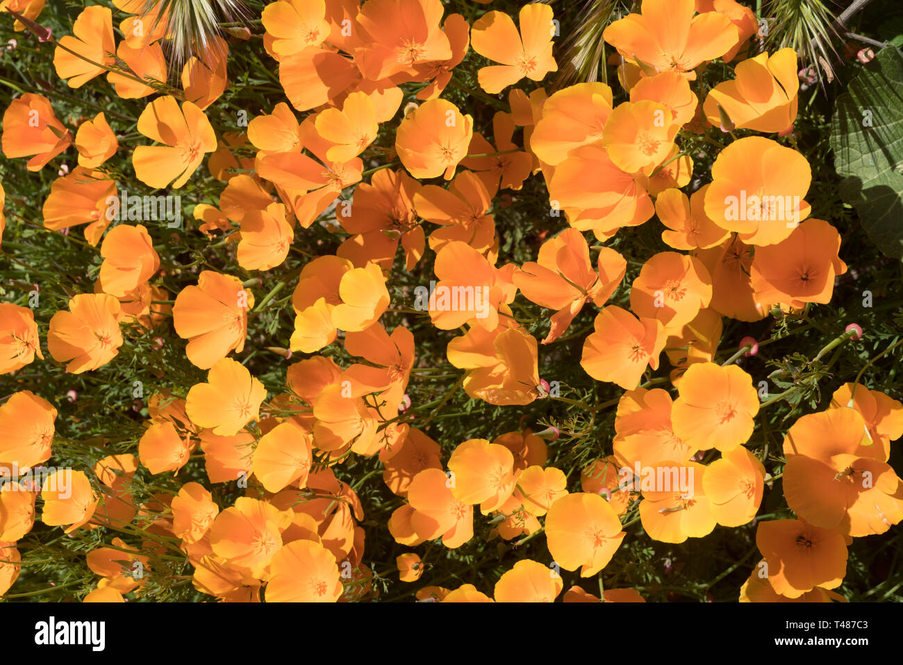 The Beautiful explosion of wild poppies hits California - this is a ...