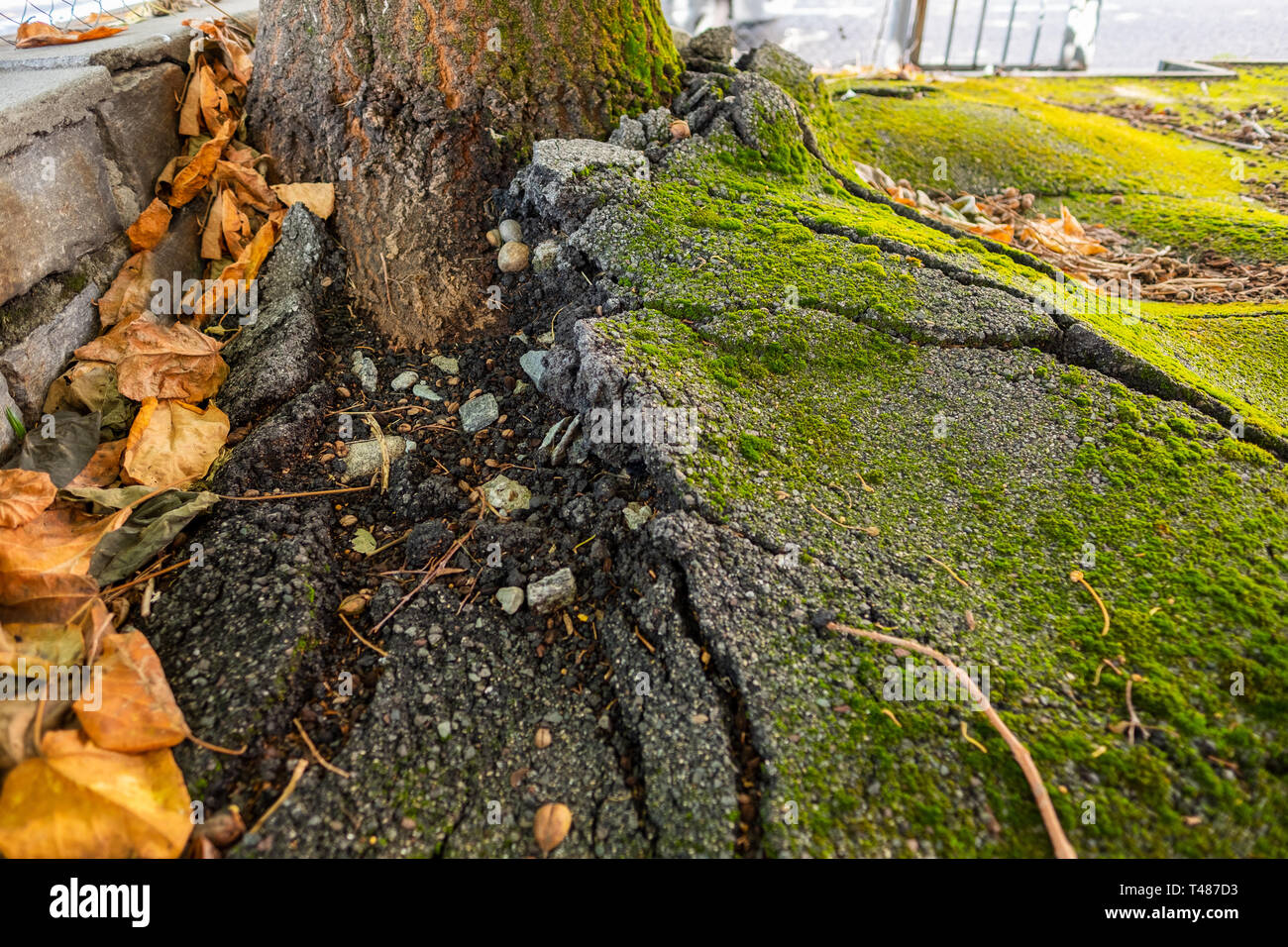 Tree root pavement hi-res stock photography and images - Alamy