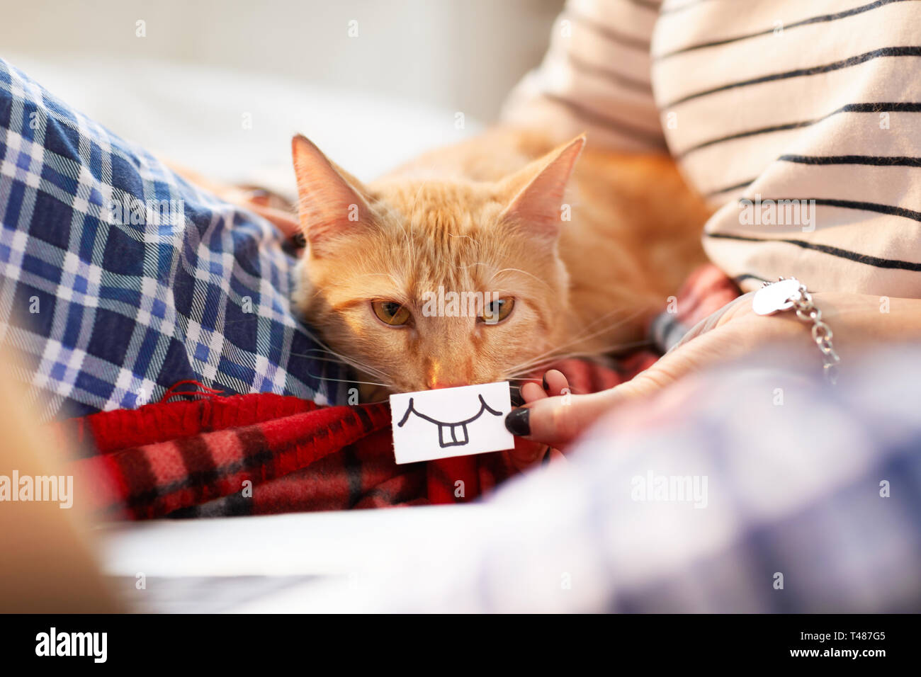 Toothy Smile for Ginger Cat Stock Photo - Alamy