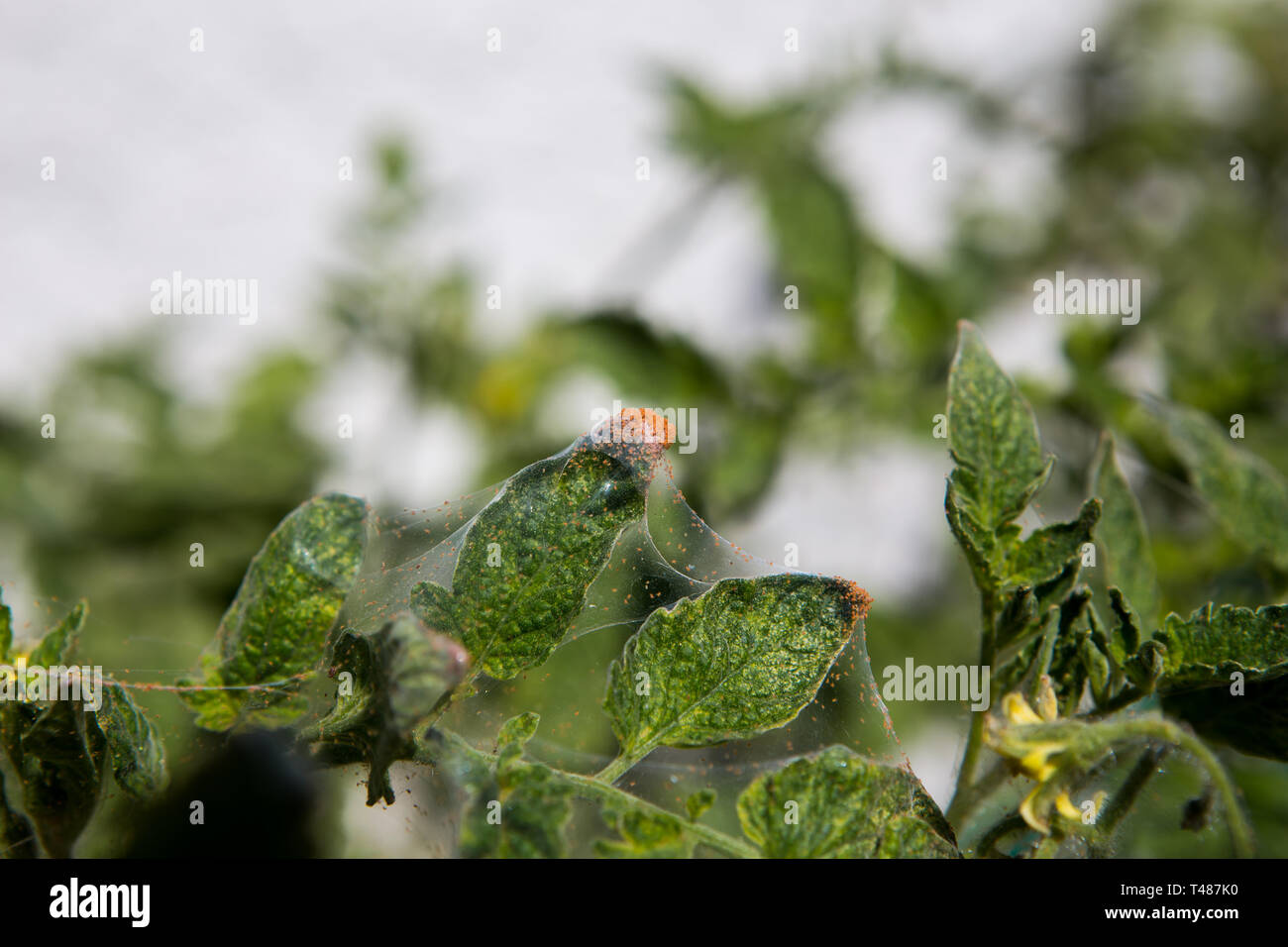 Family tetranychidae hi-res stock photography and images - Alamy