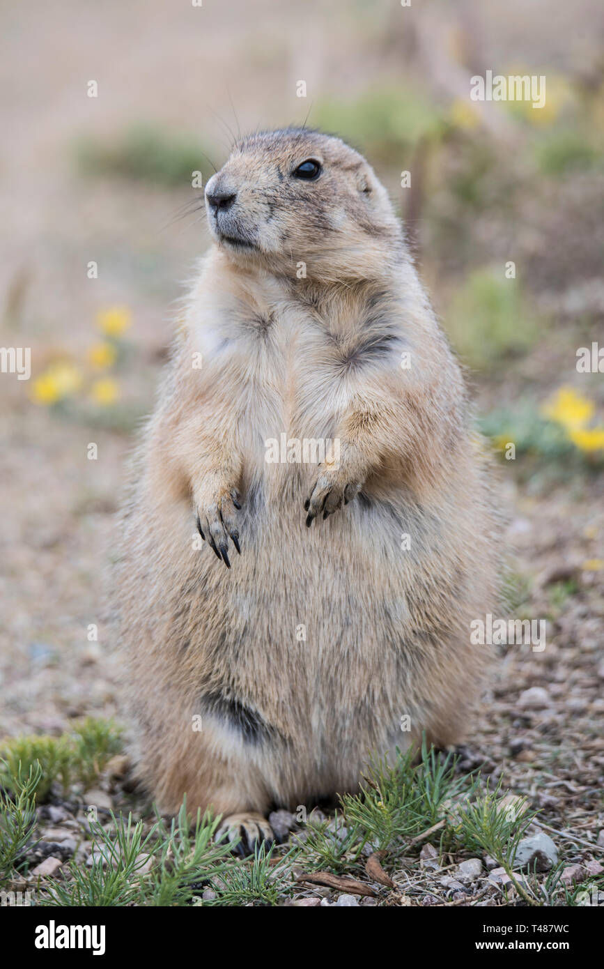 Black-tailed Prairie dog, Badlands National Park, South Dakota Stock ...