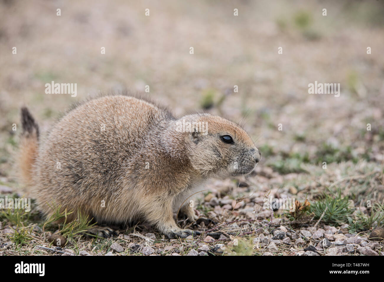 Black-tailed Prairie dog, Badlands National Park, South Dakota Stock ...