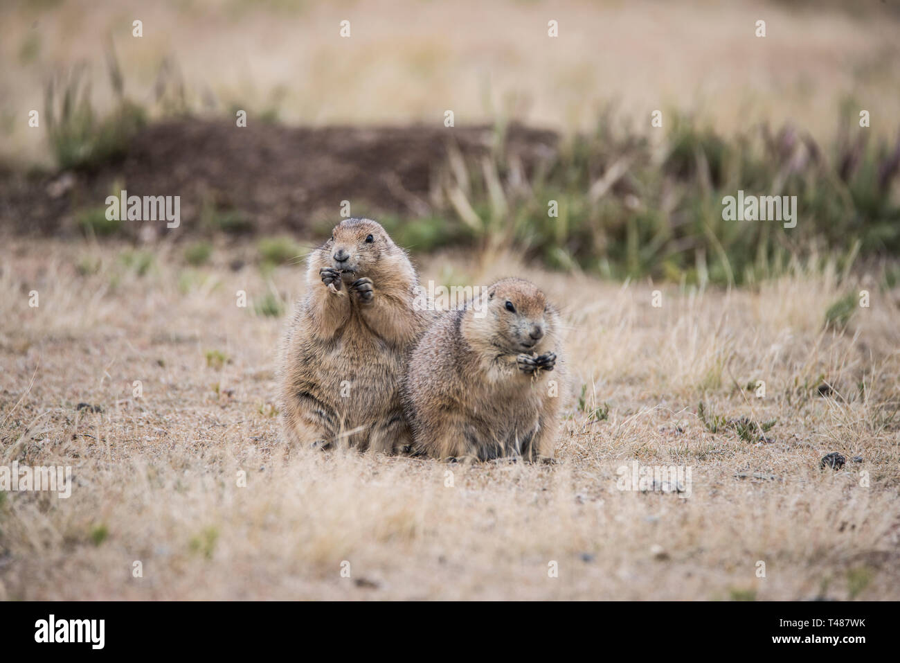 Black-tailed Prairie dog, Badlands National Park, South Dakota Stock ...