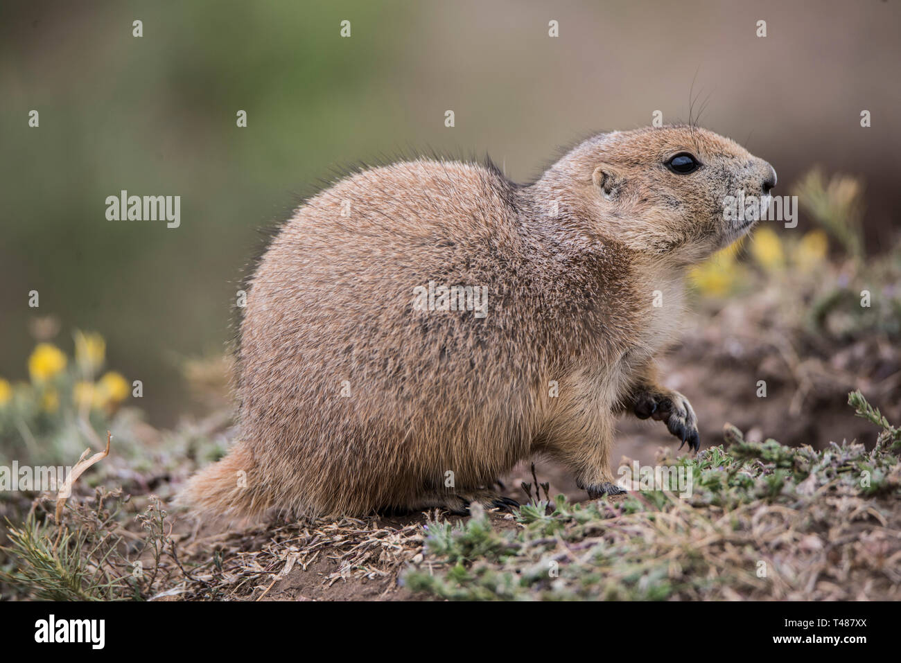 Communal viewing hi-res stock photography and images - Alamy