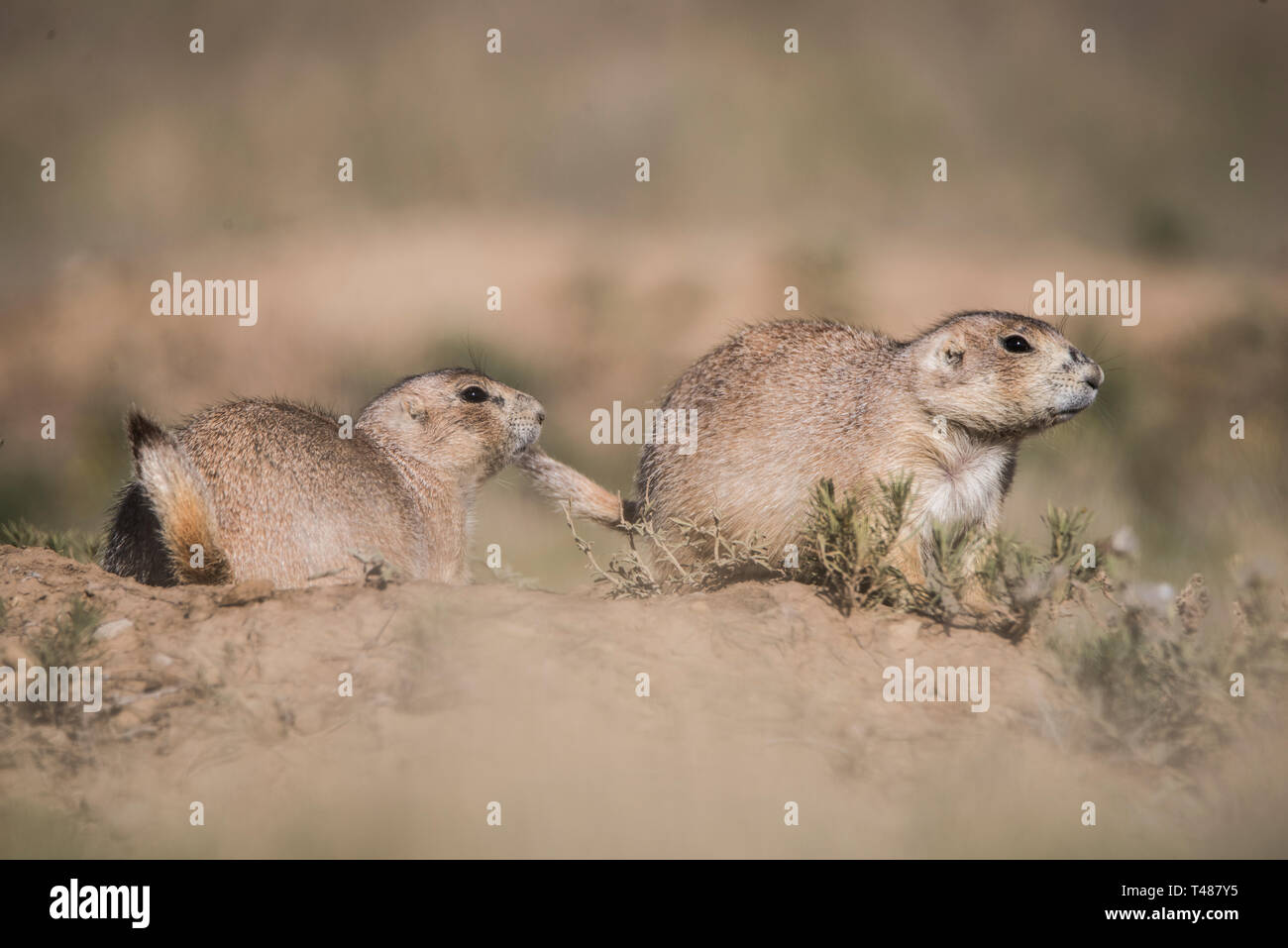 Black-tailed Prairie dog, Badlands National Park, South Dakota Stock ...