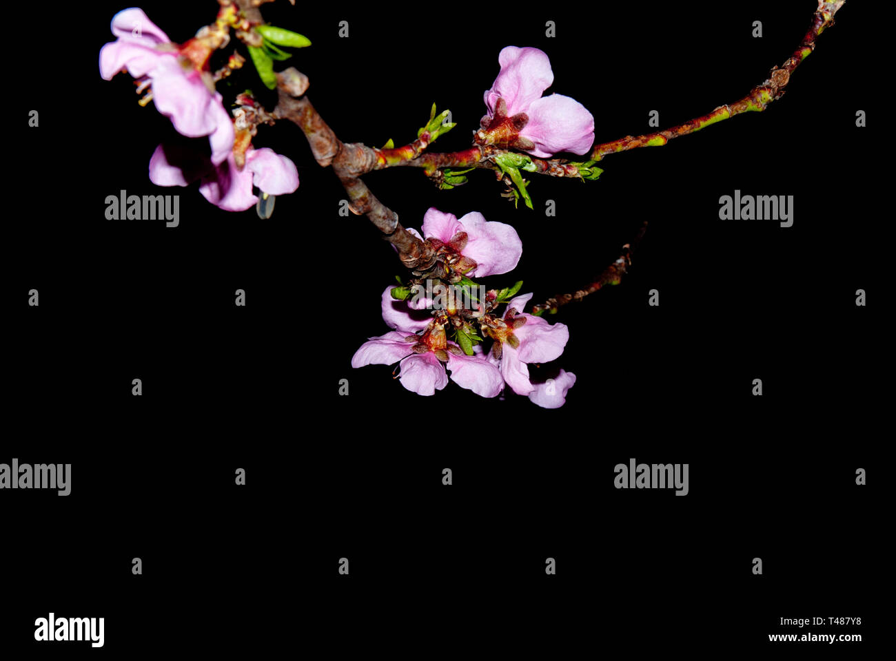 Peach flowers on branches hi-res stock photography and images - Alamy