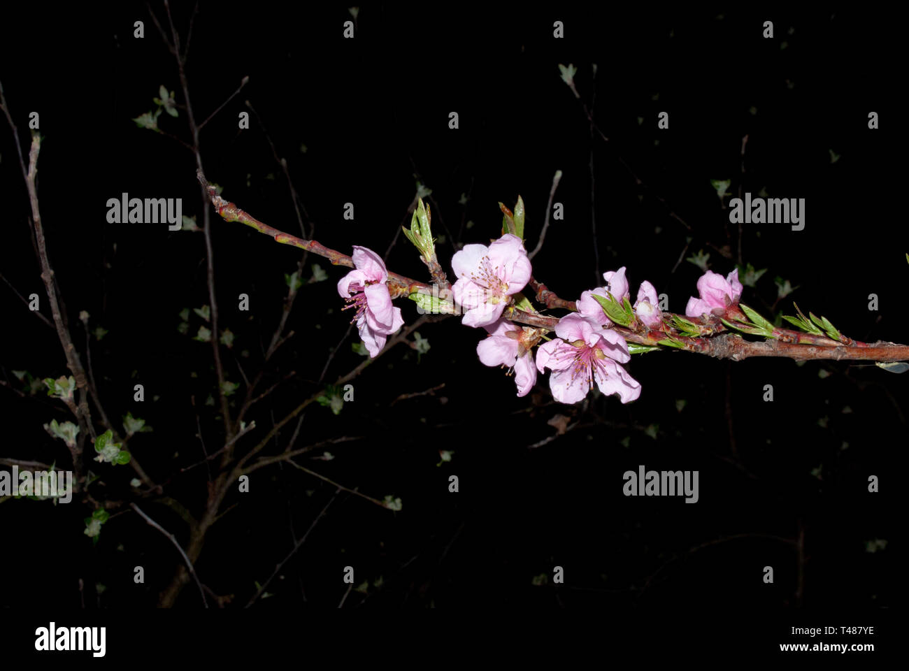 night garden, blooming peach orchard at night Stock Photo - Alamy
